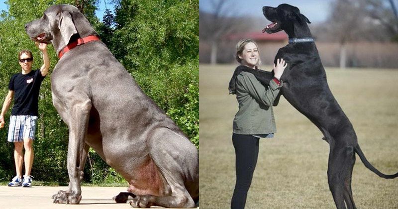 Discover the World's Biggest Dog Breed and the Highest Dogs on Earth