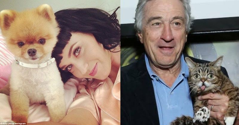 7 Animal Influencers Who Have More Followers Than Us Its Furry Good
