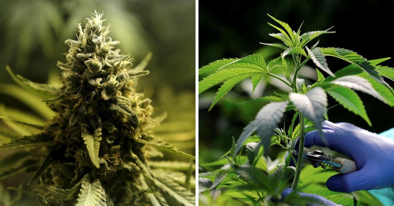 Goa Govt Might Legalise Growing Cannabis For Medicinal Use & We’re Like ...