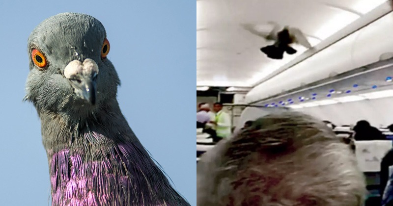 Funny Video Showing Pigeon Flying Inside A Flight Makes People Want To ...