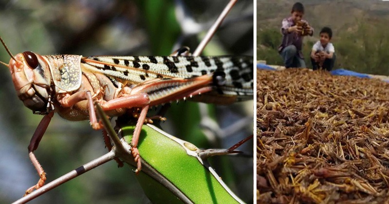 Everything We Need To Know About The Locust Plague That Is Making 2020 ...