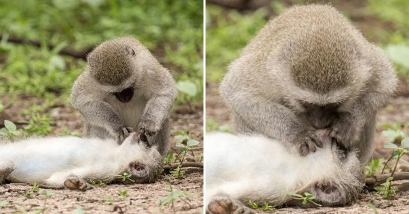 Monkey Appears To Give CPR To Save Female Friend & Photographer ...