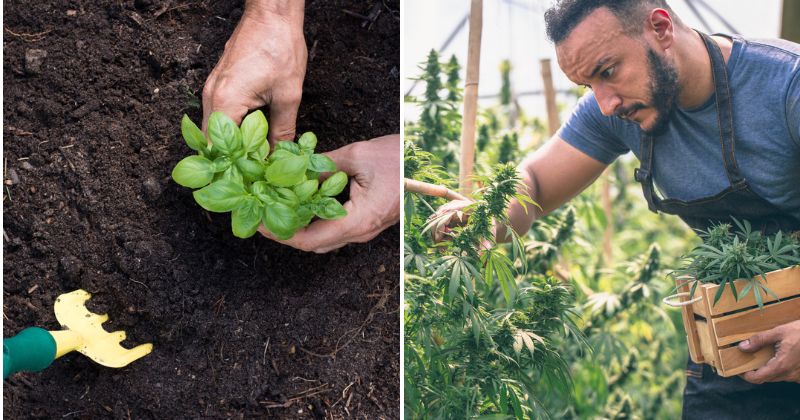 5 easy herbs for beginners to grow